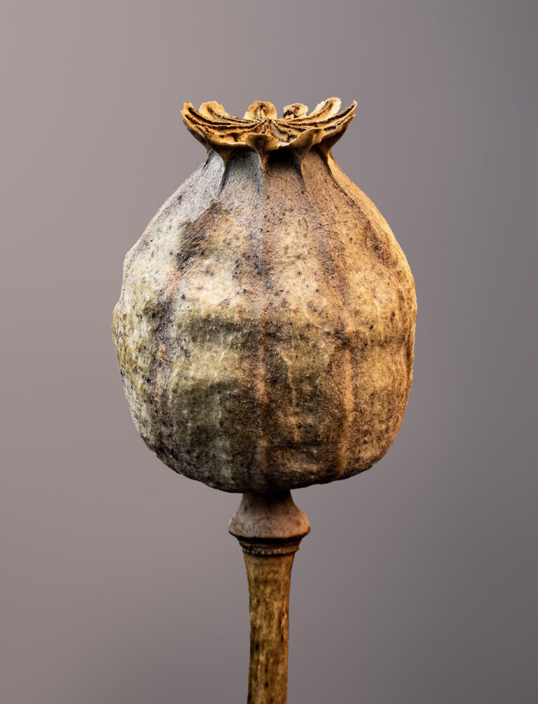 Poppy Seed Pod watch - UnconstrainedTime